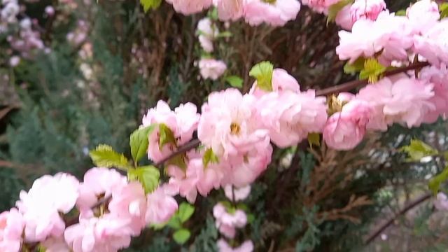 Пятничный релакс: нежное, приятное и красивое