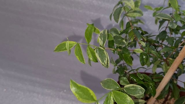 Вариегатный крупнолистный 6