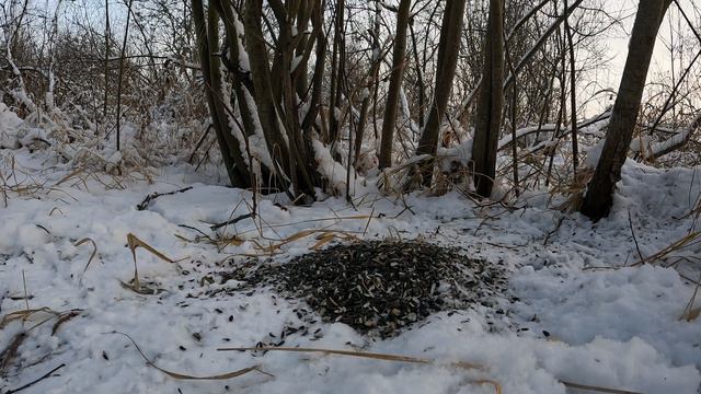 Санкт-Петербург Синицы на земле и семки в Полежаевском парке
