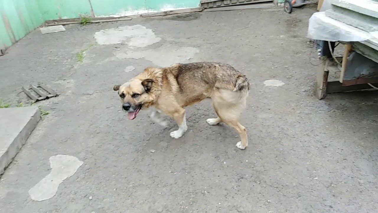 Собачья радость