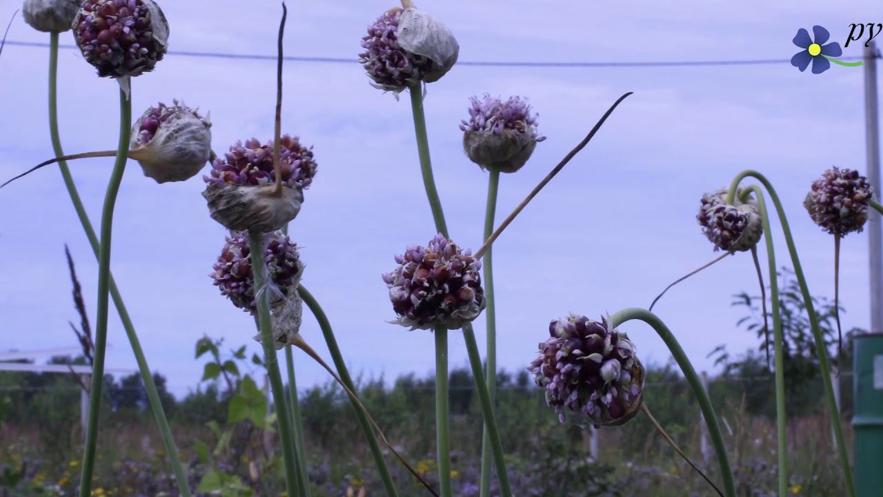 Копай чеснок, когда стоит!