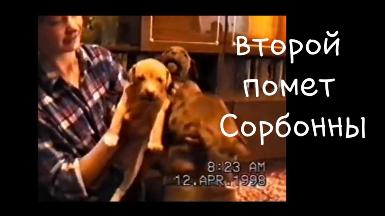 Американский питбультерьер,  второй помет Сорбонны, апрель 1998 щенкам 1 мес, 6 дней