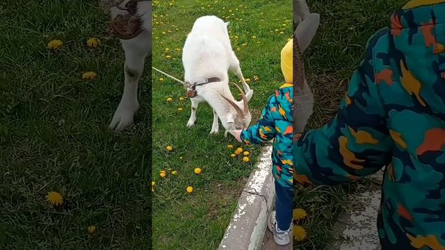 Кормим козу