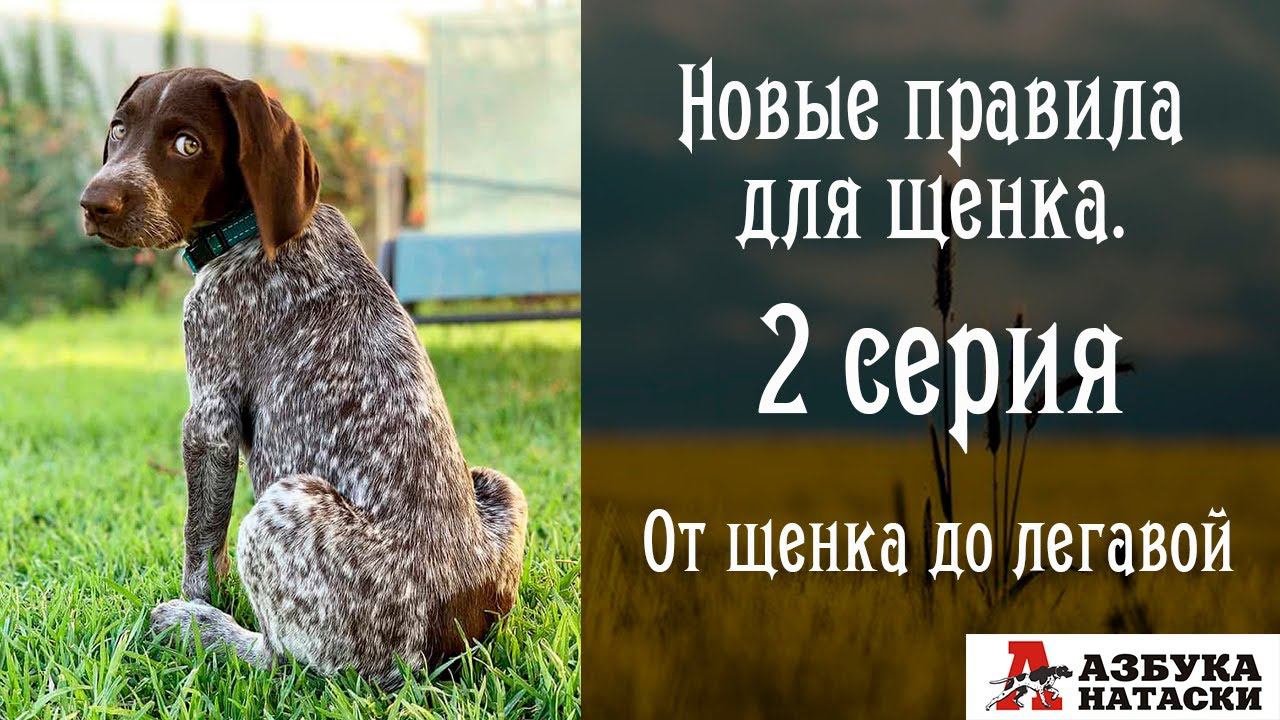 От щенка до легавой собаки - новые правила жизни!