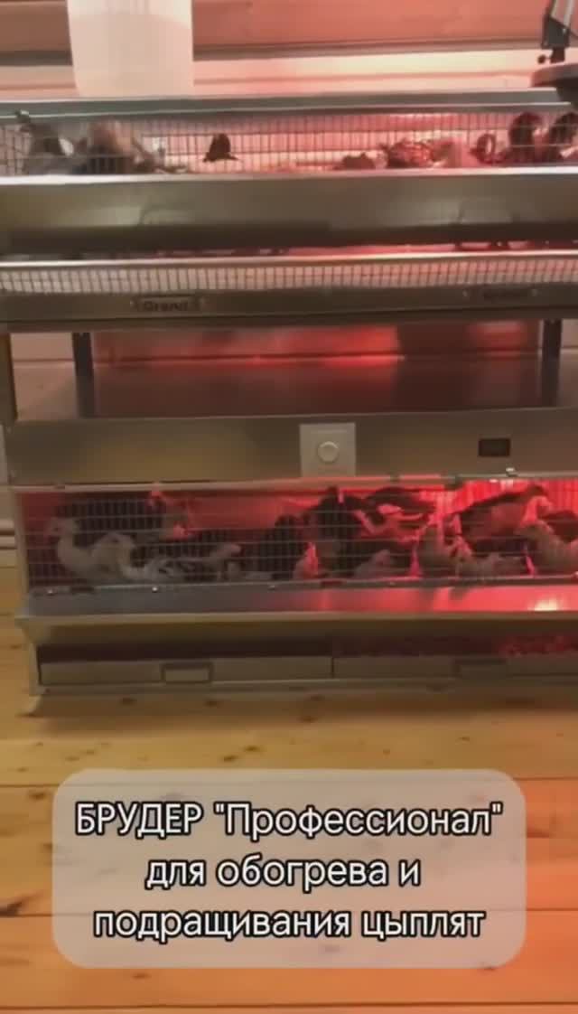 🐥 Видео-обзор брудера для обогрева до 100 суточных цыплят