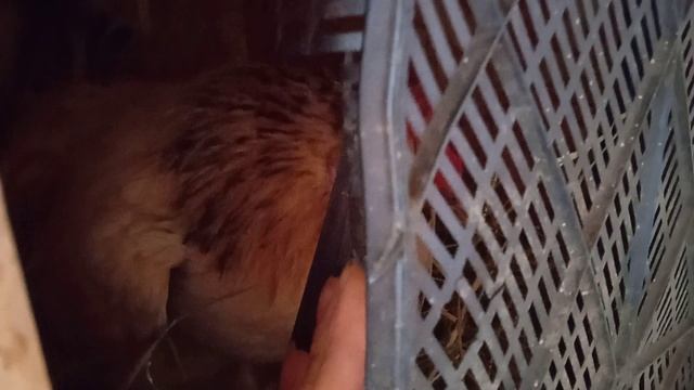 Хорошие и плохие новости. Этот препарат снова нам помог. Обзор хозяйства. Утки, утята, куры, цыплята