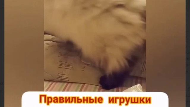 Котик любит играть с пирамидкой