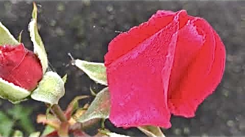 Утренние росы! Отдохнём, расслабимся!