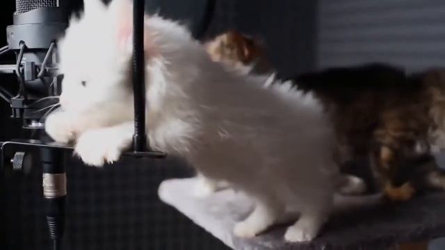 Чернышка Шипицина песня мямямяо мямямяо