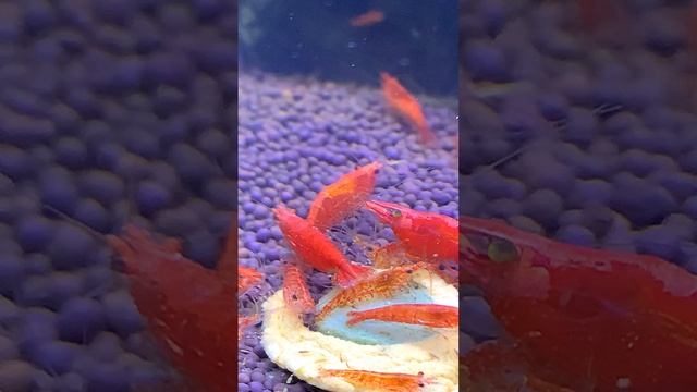 Креветки вишня видео