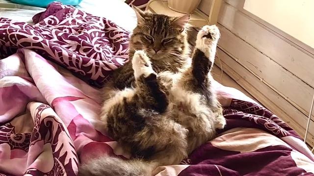 Смешной кот Куница и его потешные цирковые позы для умывания