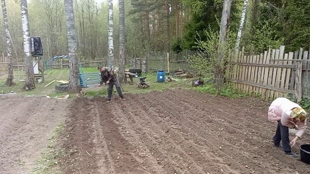 Посадка картошки при помощи тяпки