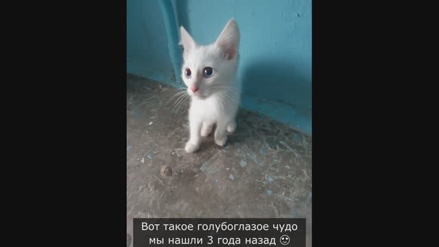 Трогательная история появления третьего кота❤️