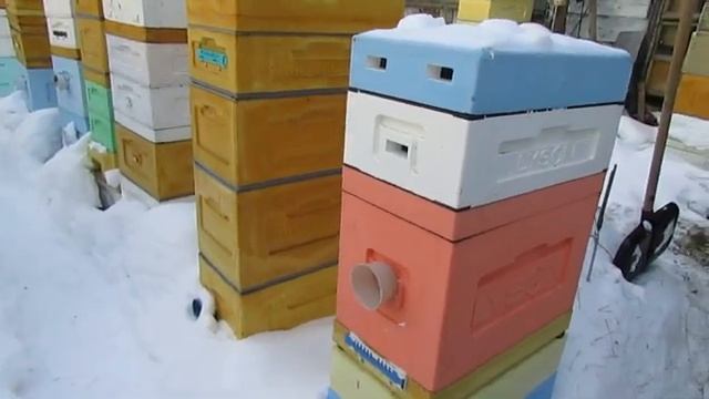 на какую сторону света располагать летки ульев весной при перестановке пчел на новое место