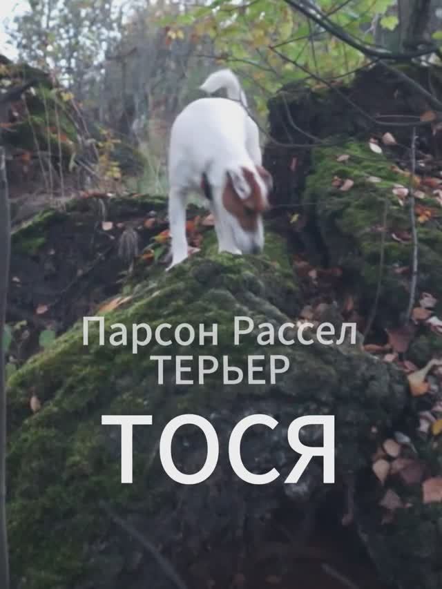 Тося - Парсон Рассел терьерка