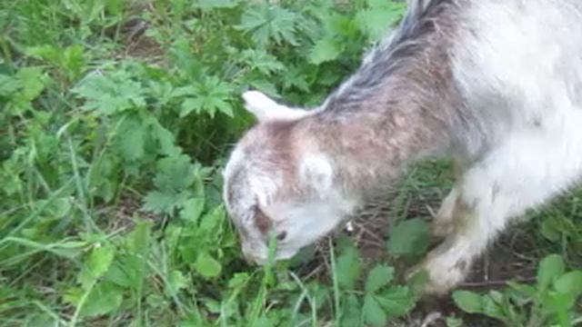 козлёнок пасётся