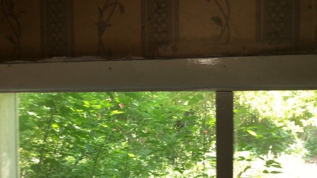 Наша заброшка сегодня и год назад