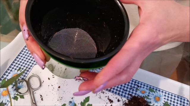 Что делать, после покупки антуриума с рук?