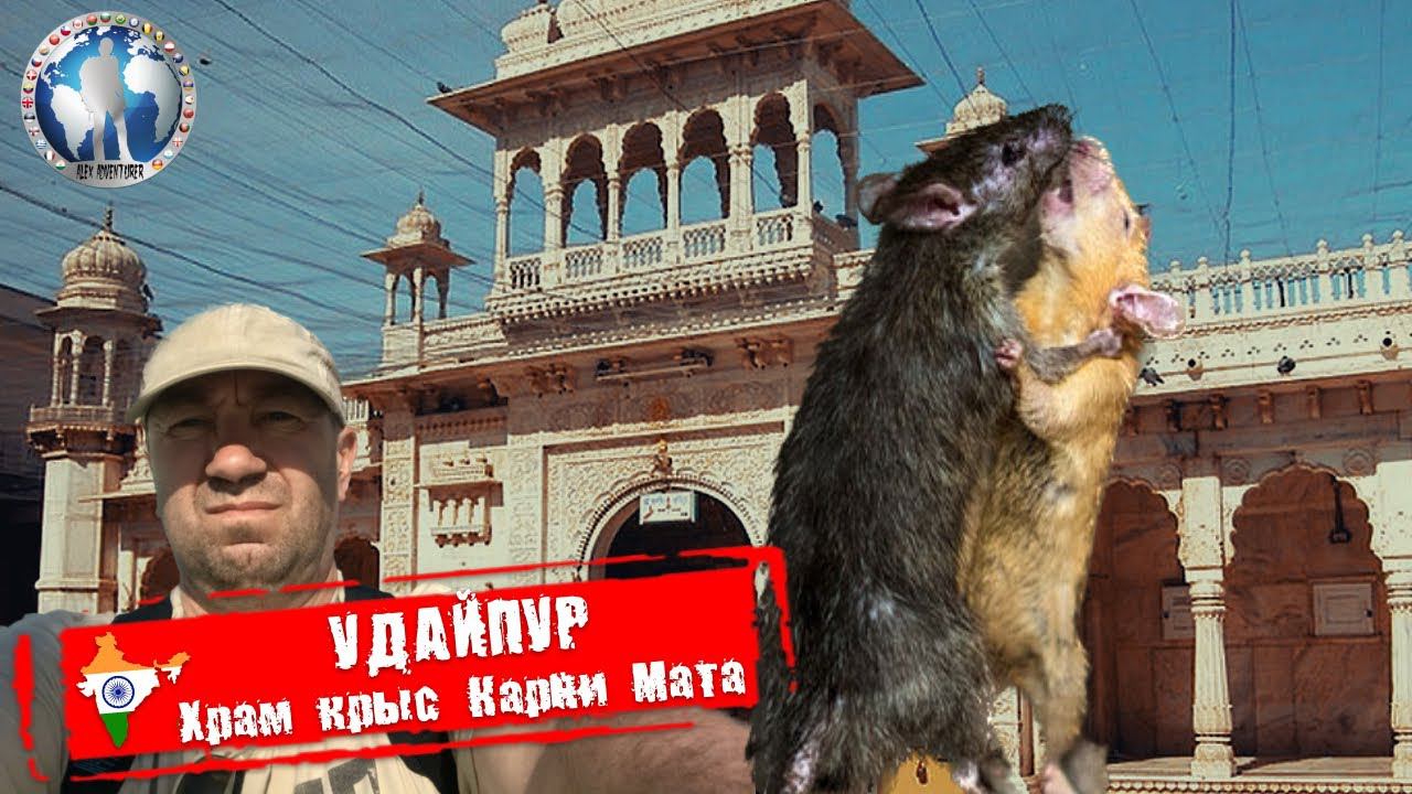 Удайпур 🇮🇳 Индия. Храм крыс Шри Маншапурна Карни Мата. Канатная дорога 💯Алекс Авантюрист
