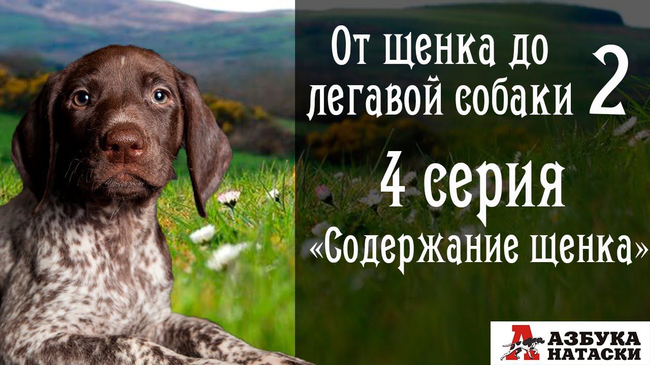 Содержание щенка - коротко о главном.