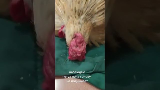 Биогенная вода WFL использовалась для реанимации петуха