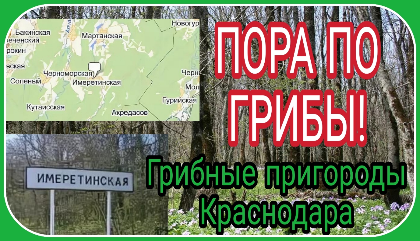 Грибные пригороды Краснодара. Пора по ГРИБЫ! Едем в Имеретинскую. Апрель 2022.