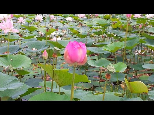 Красочное цветение лотоса в Приморском крае.