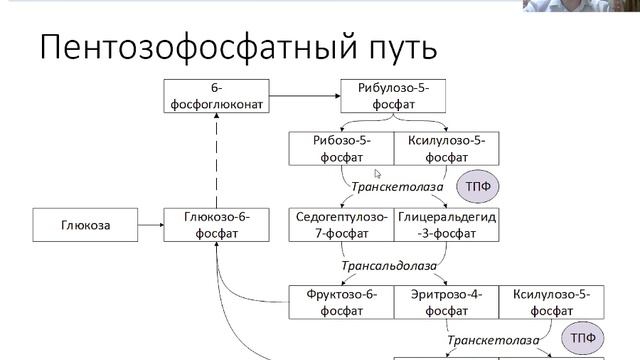 Лекция 2. Витамин В1