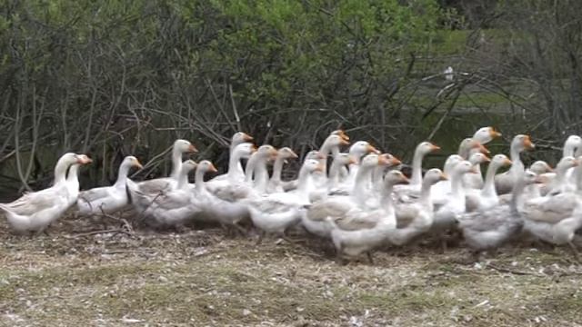 'Терешата'. Начинающим дачникам