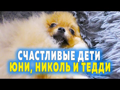 Щенок Николь с мамой играет. Померанец Тедди команды изучает. Шпиц Юни кровать заправляет