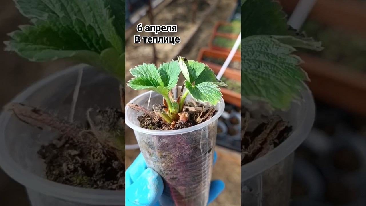 Клубника в теплице 6 апреля.