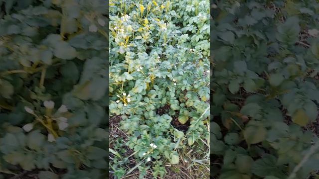 колорадский жук и картофель из мини клубней