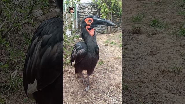 Общение с посетителями зоопарка.