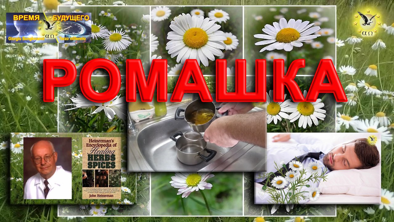 Ромашка лекарственная.