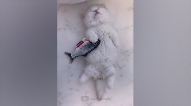 Приколы с котами и собаками #44