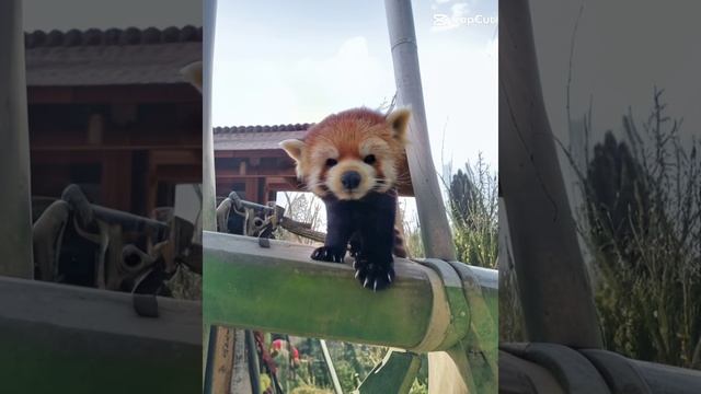 Больше фото в Недели котёнок Часть 3 AIExpand