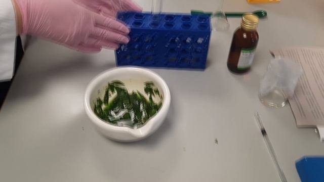 Мастер класс.Обнаружение пигментов листа методом хромотографии (Биоквантум).