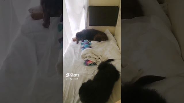 Щенки едут в новые дома!