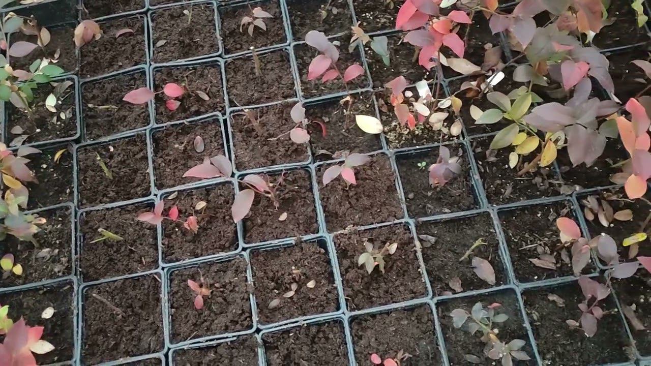 Результаты первого удачного черенкования голубики.