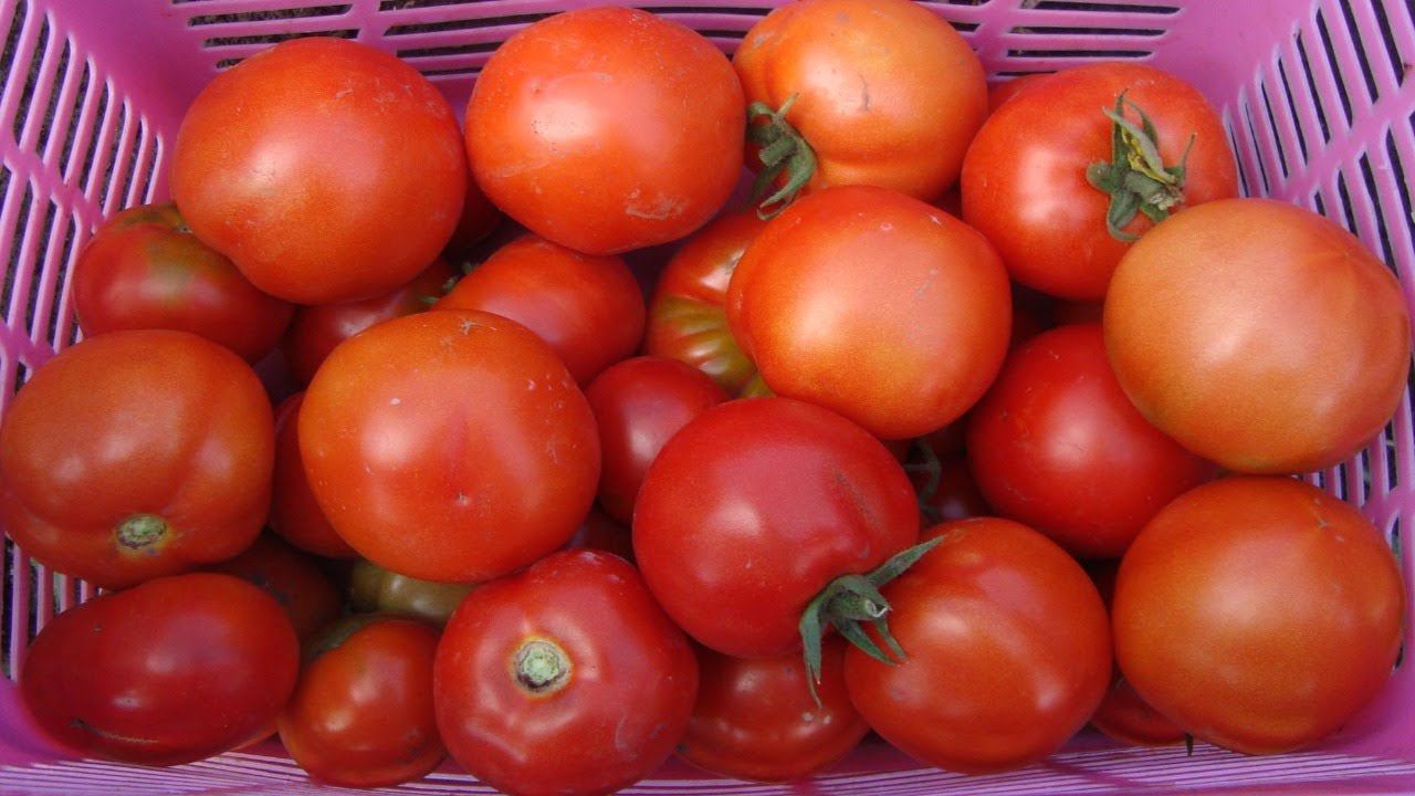 19 ИЮЛЯ ПЕРВЫЙ СБОР ТОМАТОВ ЗАПАДНАЯ СИБИРЬ ОТКРЫТЫЙ ГРУНТ  . ДЕГУСТАЦИЯ РАЗНЫХ СОРТОВ