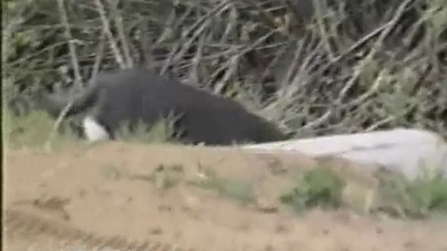 Вася путешественник - Vasya travellier