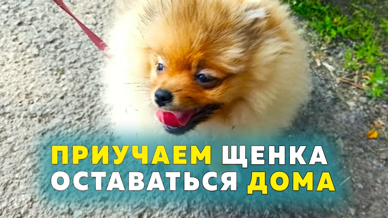 Шпиц Николь одна дома. Вес щенков шпица в 18 недель. Новости о Юни и Тедди