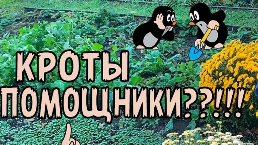 Посадка тюльпанов под зиму в кашпо и в грядку. Кроты мне в помощь!