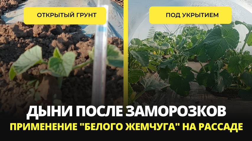 Дыни после заморозков_Сон С.Ю._22.05.2024_БЖ