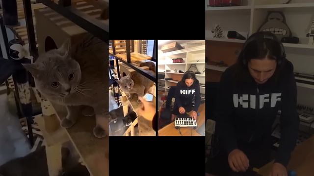 Alugalug Cat X The Kiffness (Soulful Singing Cat Live Looping Remix)