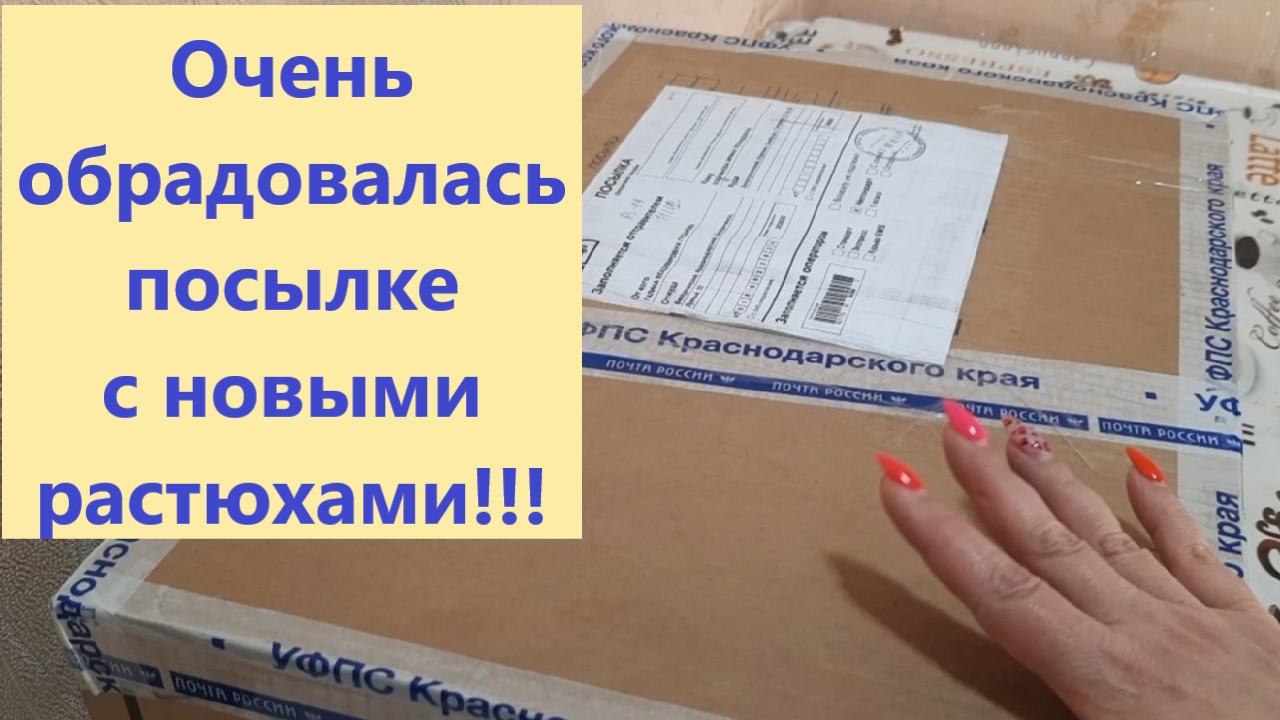 Распаковка посылки от Галины Гуськовой с крупнолистными гортензиями. Новинки для сада!