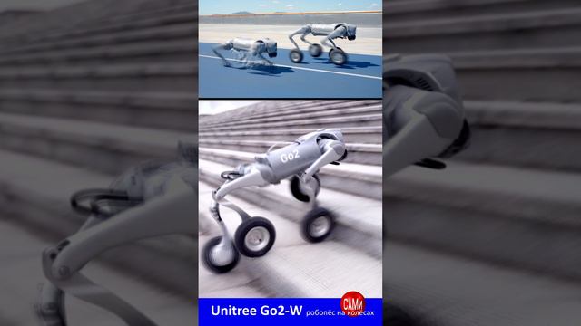 Робопёс на колёсах Unitree Go2-W#shorts #анонс #технология #новости