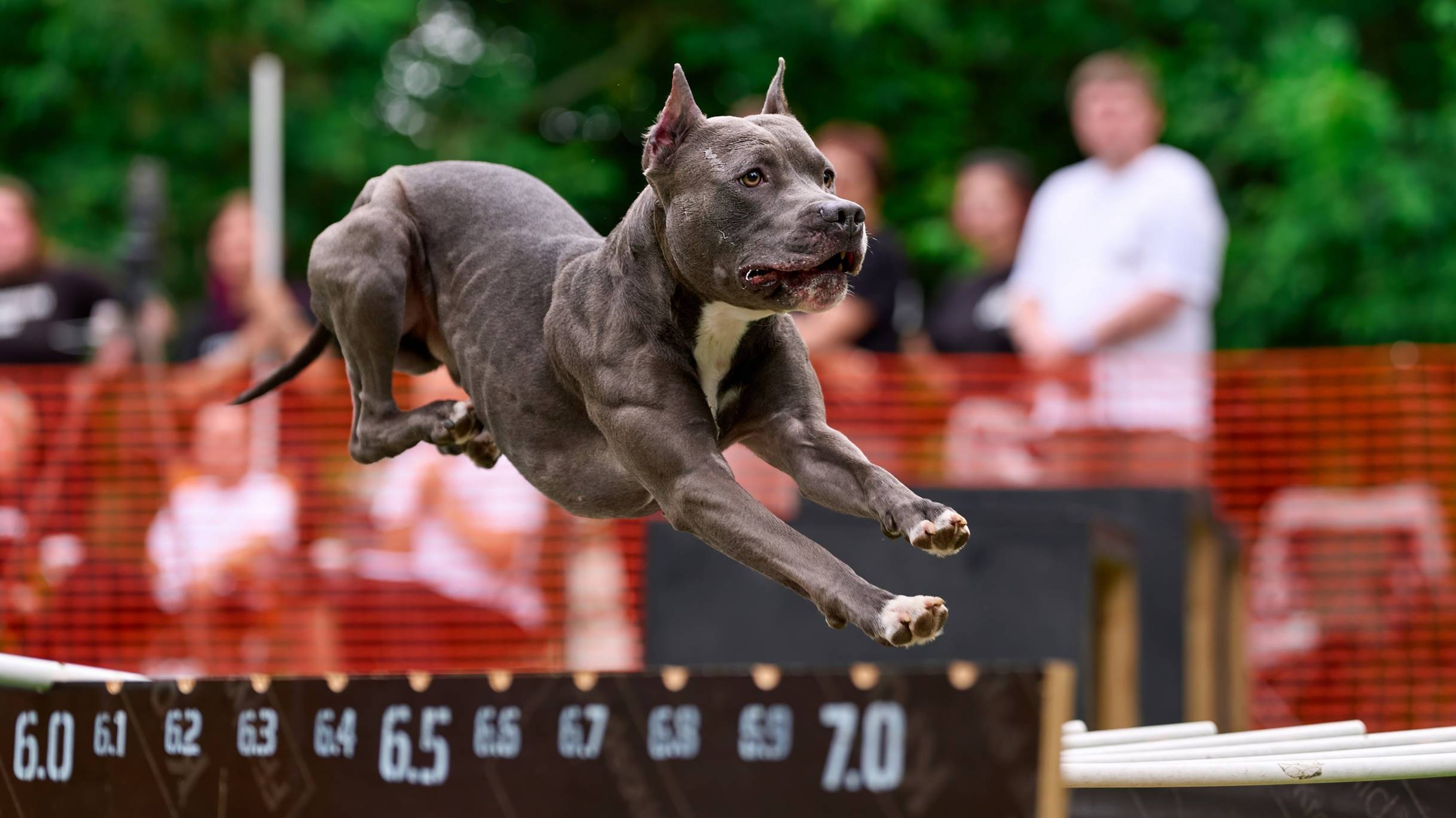 Прайтер Арчи на соревнованиях по пит-стафф многоборью Bull Games