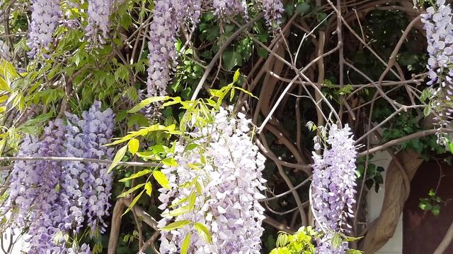 Глициния в цвету