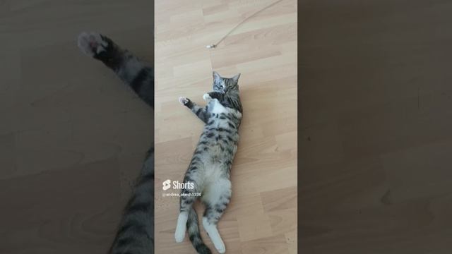 Таечка кайфует, 😁🥰🥰🥰 #животные #cat #питомцы #кошка